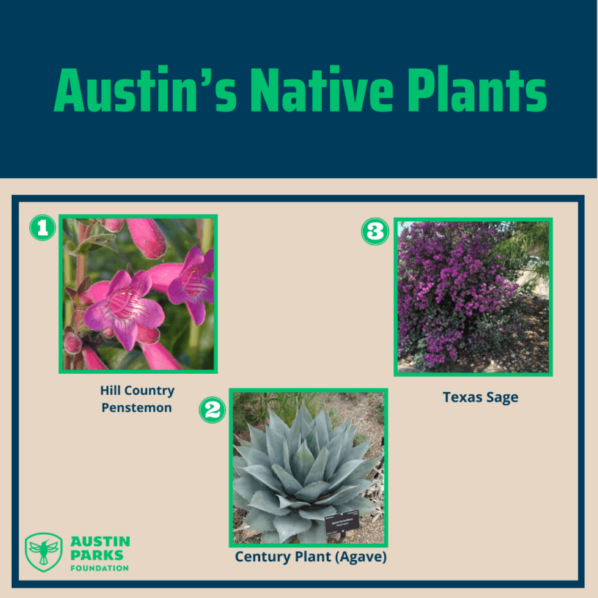 APF x Cedars International - Austin Parks Foundation